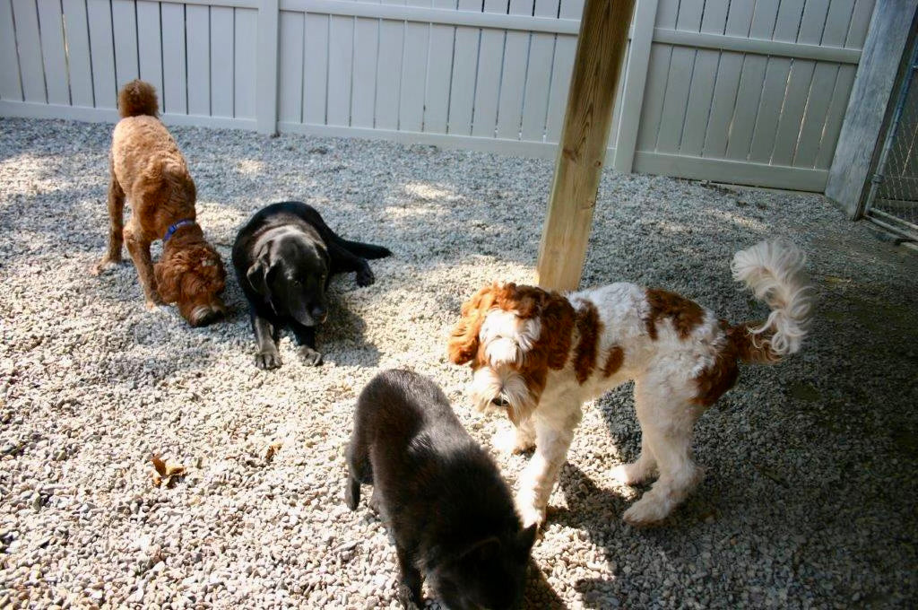 Boarding – Complete K-9